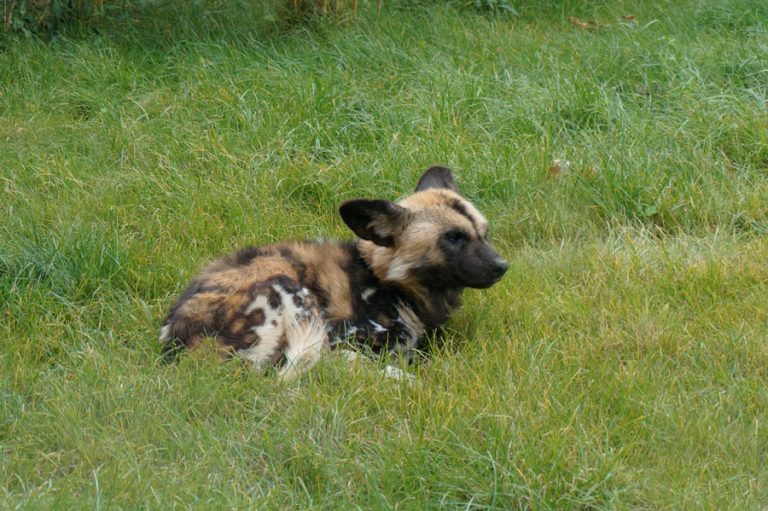 Zoo de Beauval : à faire au moins une fois dans sa vie